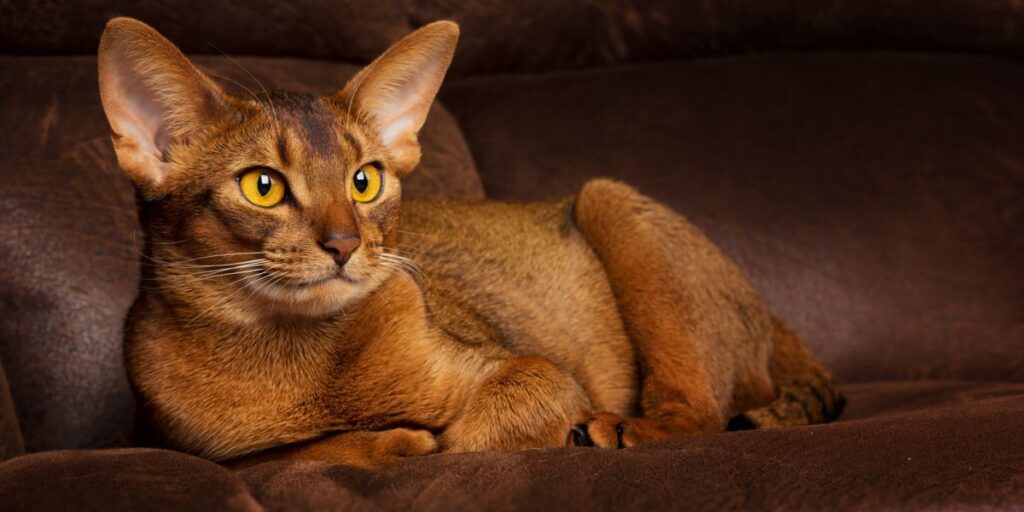 10 Most In style Brown Cat Breeds - worldpetinfo.com
