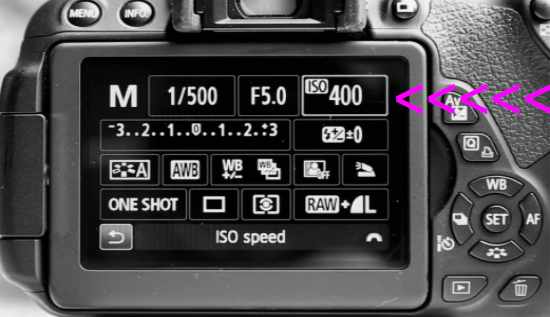 Cat Pictures ISO For Newcomers – Sprint Kitten - worldpetinfo.com
