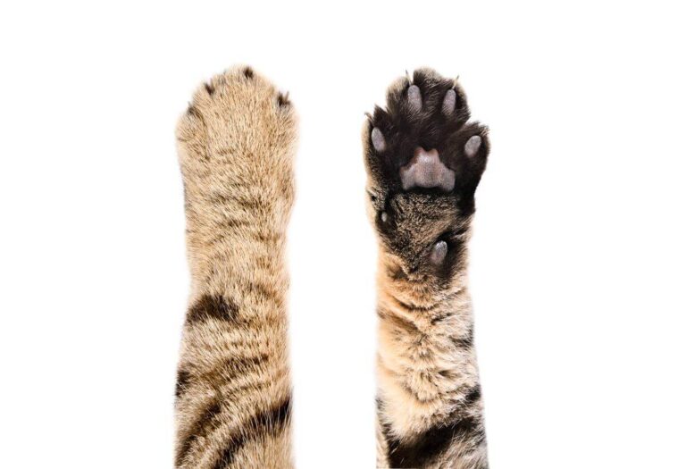 What Are Cutaneous Horns in Cats? A Vet Explains - worldpetinfo.com