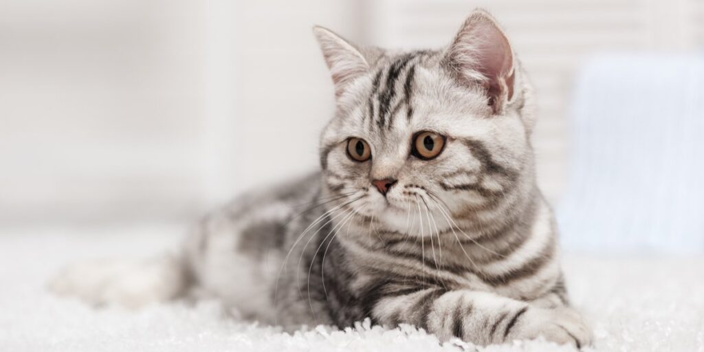 250 Coolest And Cutest Cat Names With Meanings In 2024 - worldpetinfo.com