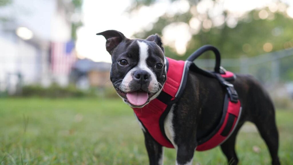 We Countdown the Prime 15 Most Extroverted Breeds - worldpetinfo.com