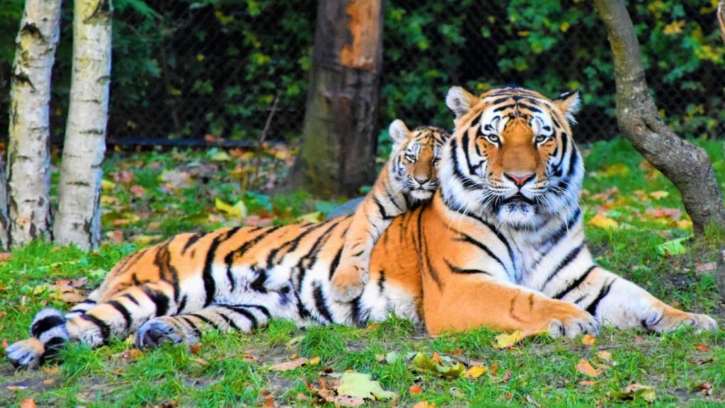 11 Wild Animals That Change Their Look with the Seasons - worldpetinfo.com