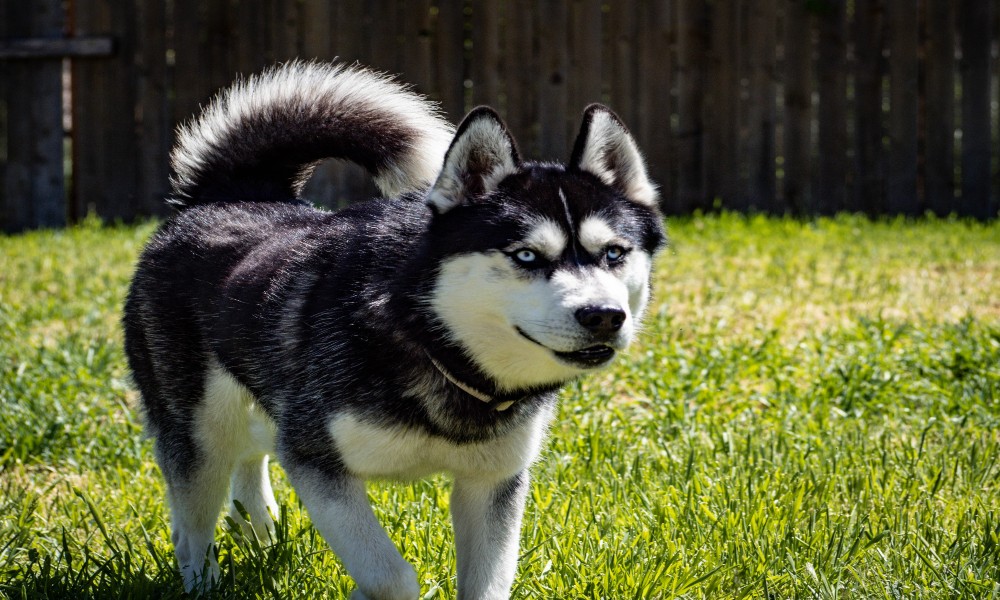 15 Myths About Canines That Aren’t True - worldpetinfo.com