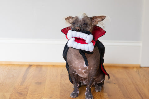 Spooky & Foolish Enjoyable for Canines and Cats – P.L.A.Y ...